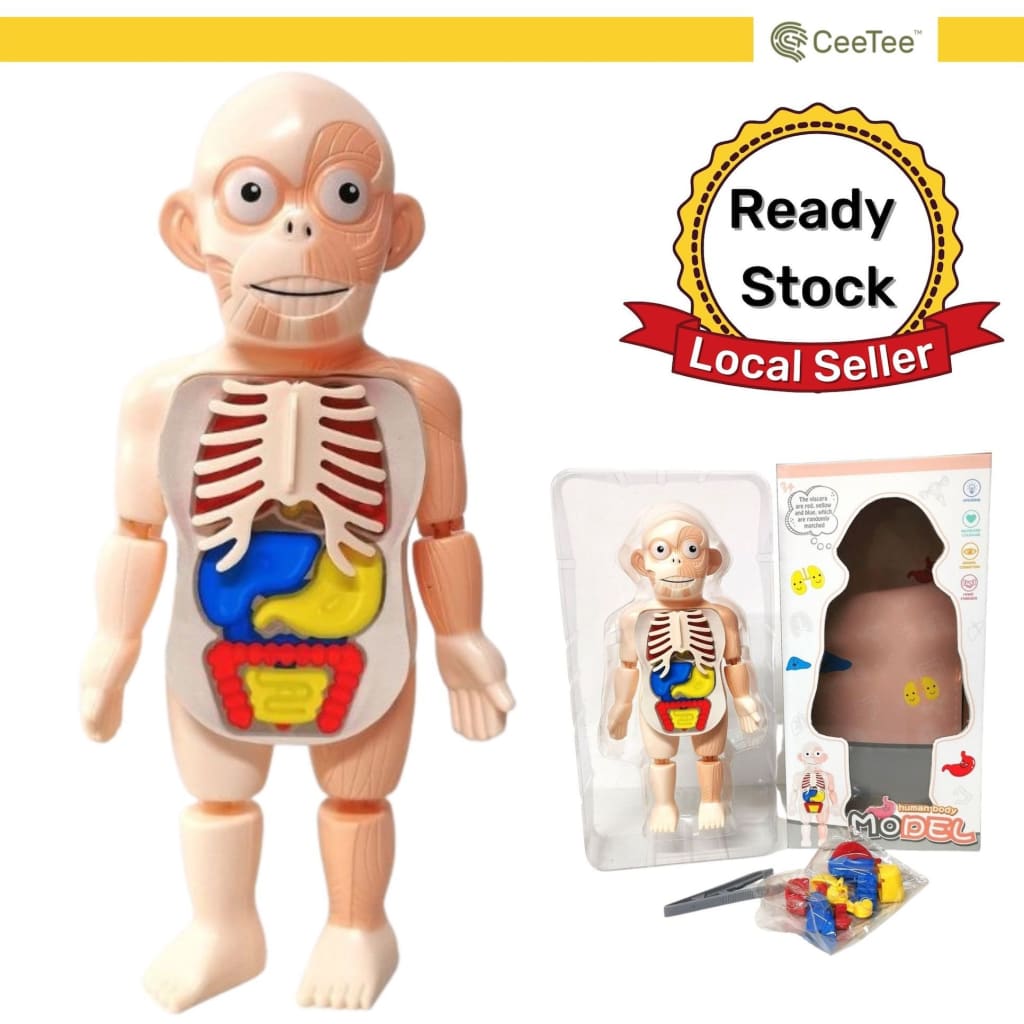 CeeTee Co - Educational STEM Science Toy Human Body Anatomy